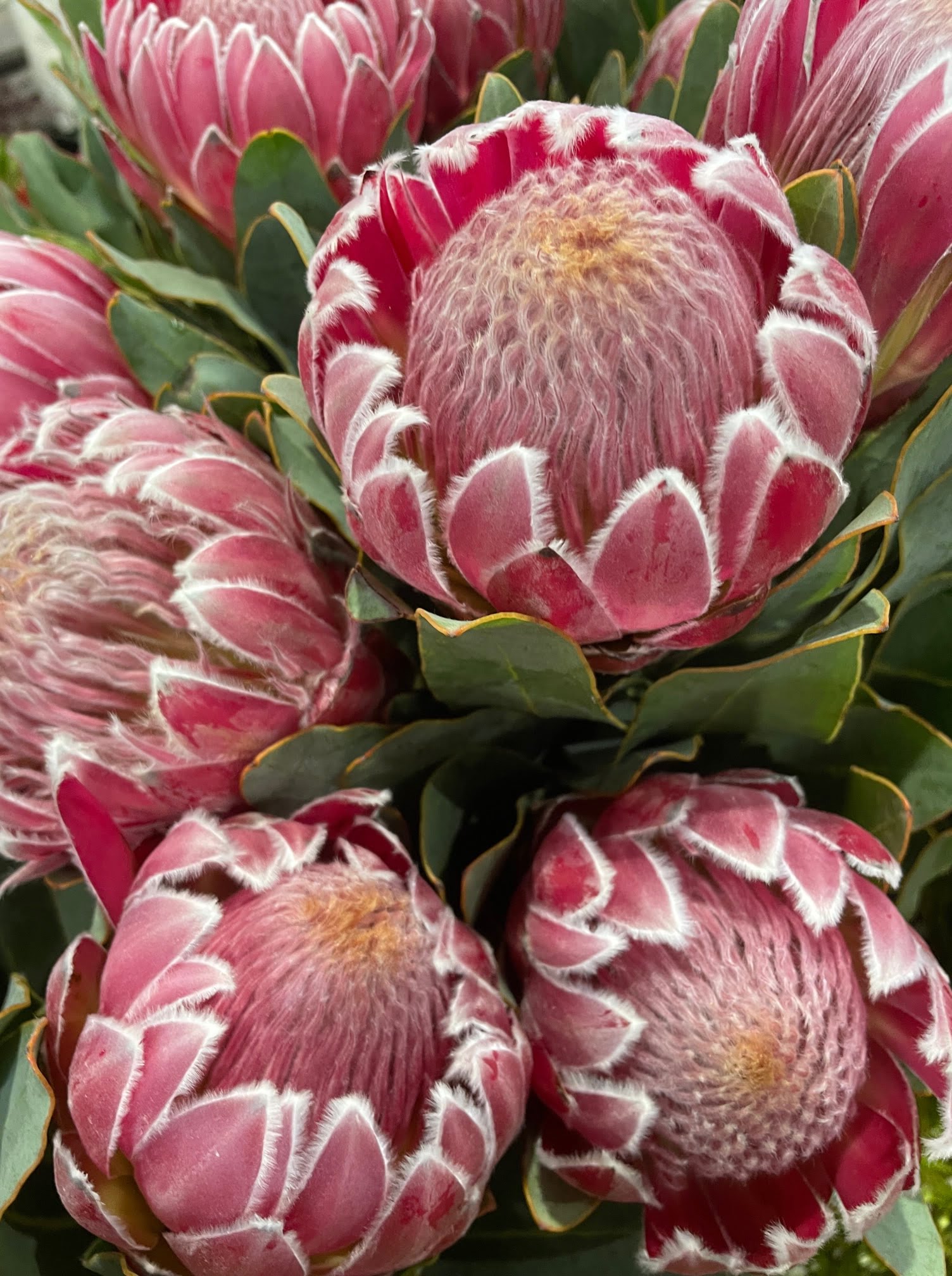 Bouquet of Proteas - The Flower Manor
